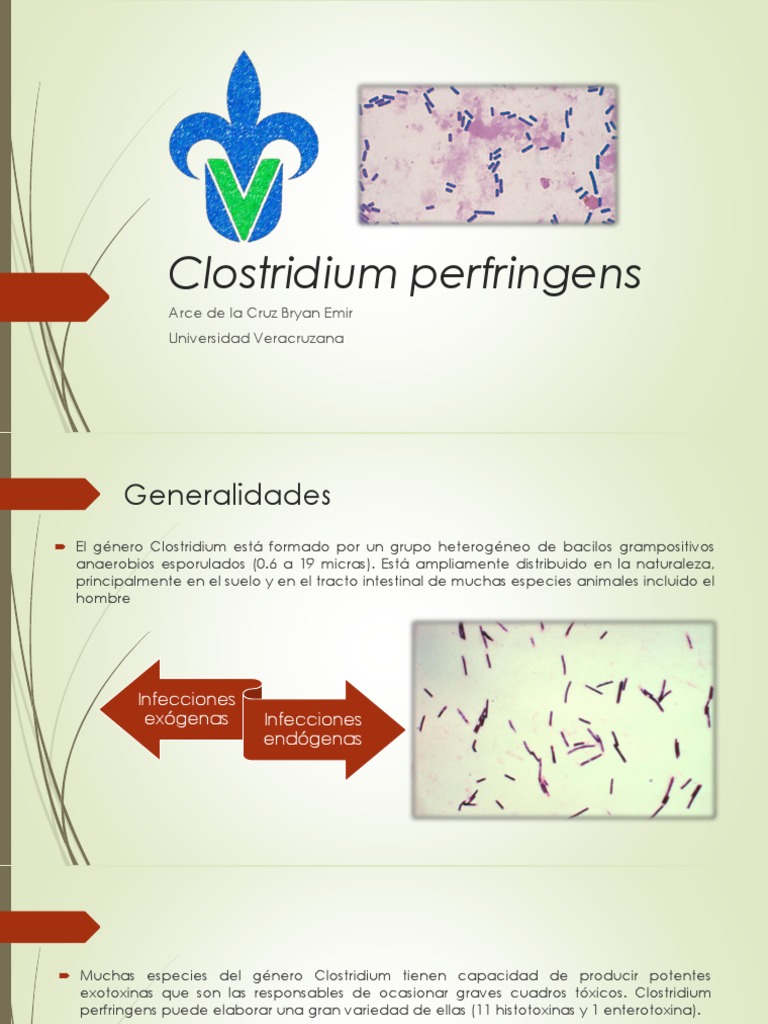 Morfología y patogenia de C. perfringens | PDF | Especialidades Medicas ...