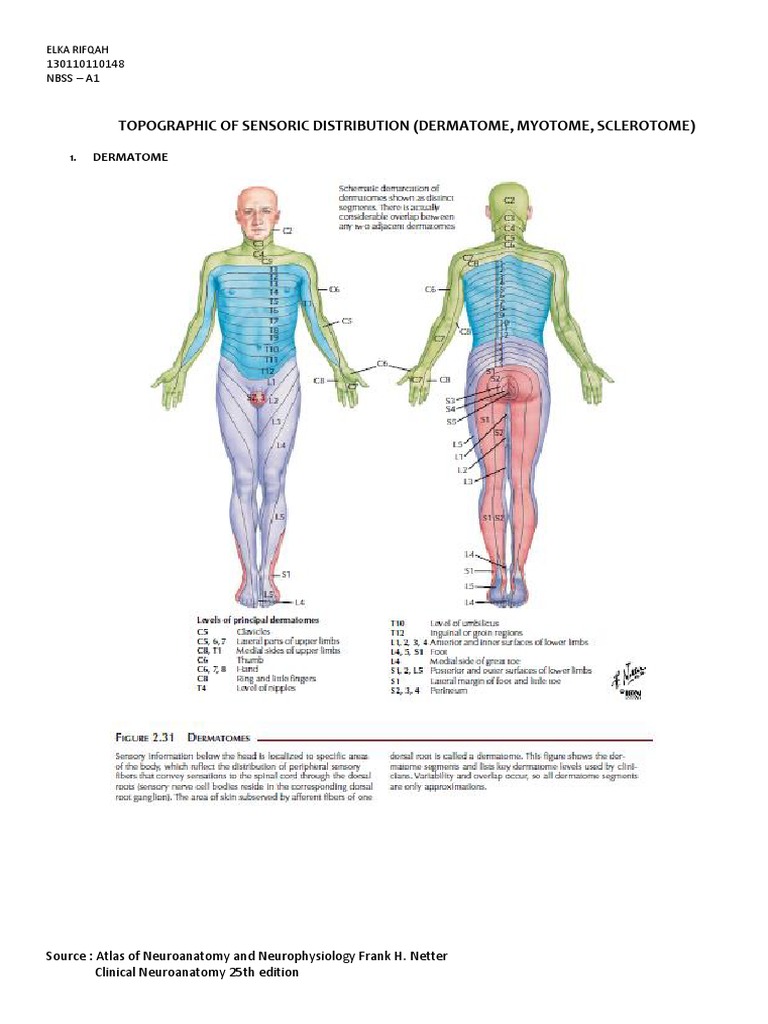 Dermatome, Myotome, Sclerotome Overview | PDF | Nerve | Anatomical ...