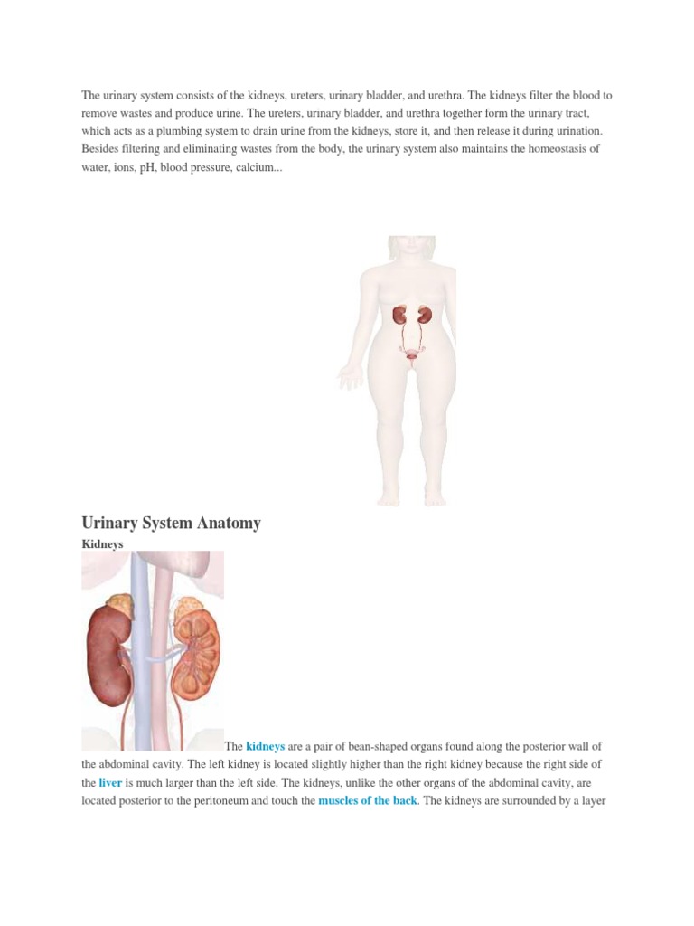 Tutorial Renal System | PDF | Urinary System | Kidney