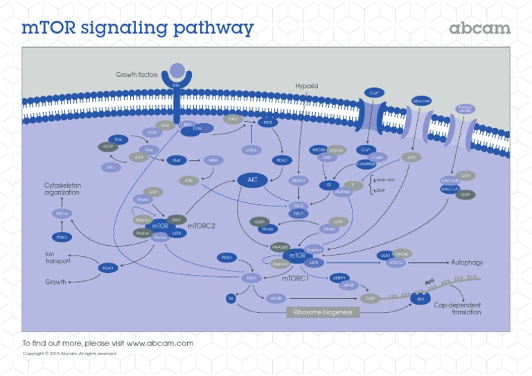 mTOR Signaling Pathway | PDF