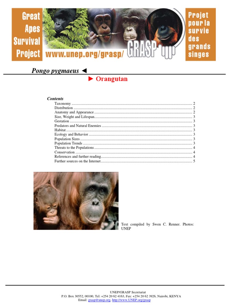 Orangutan: Threats and Conservation | PDF | Orangutan | Ape