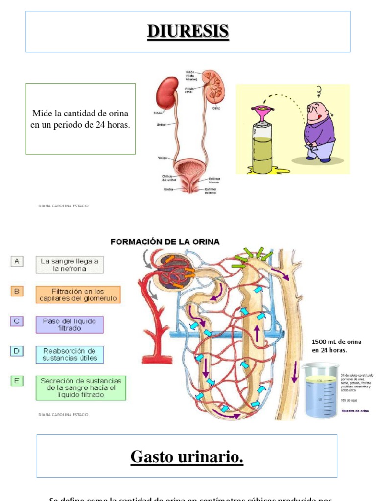 Tipos y control de diuresis | PDF | Diabetes mellitus | Condiciones ...
