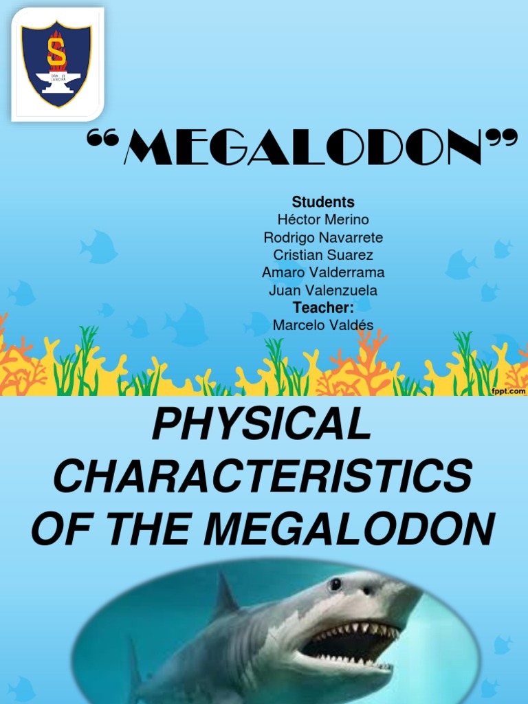 "Megalodon: Characteristics and Extinction" | PDF