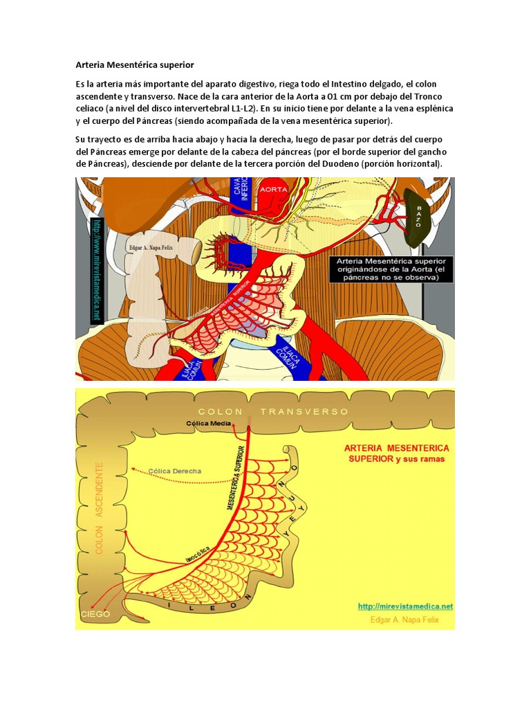 Arteria Mesentérica Superior | PDF | Intestino grueso | Abdomen
