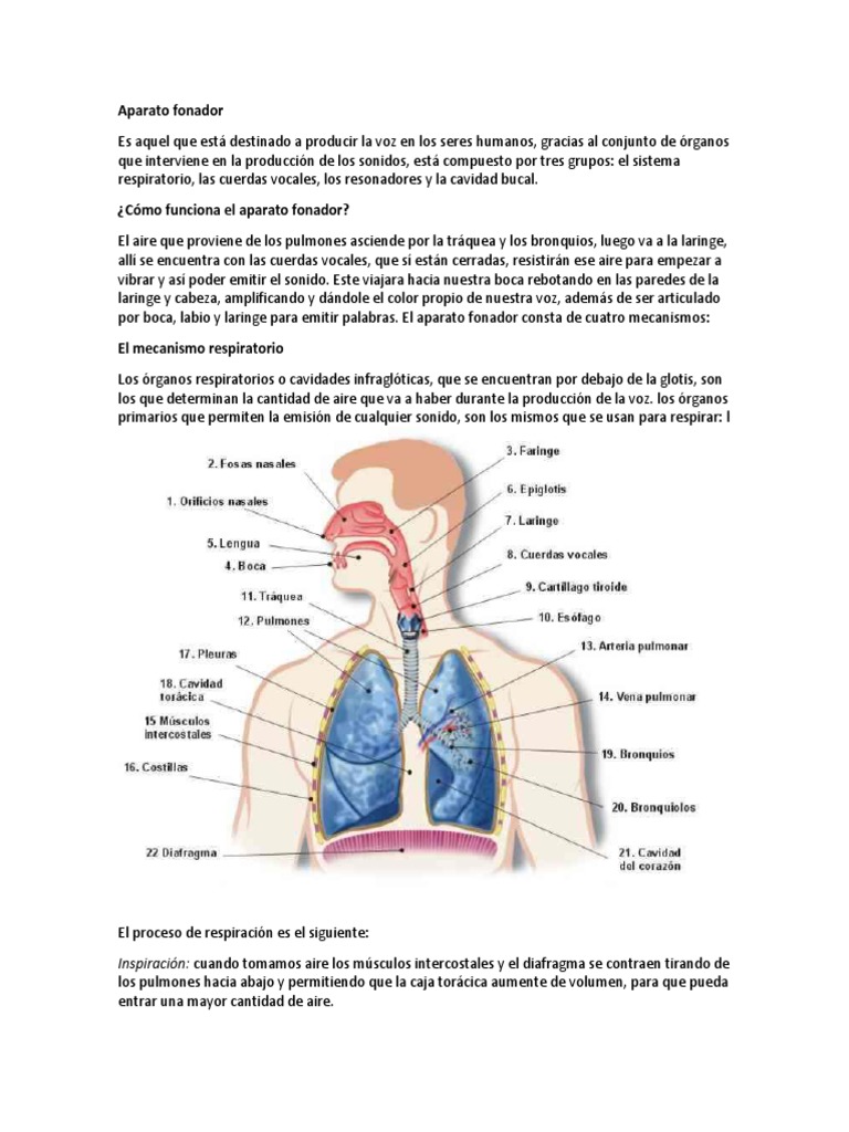 Aparato Fonador | PDF | Sistema respiratorio | Voz humana