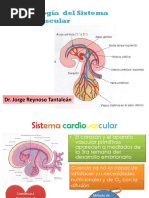 Embriologia Del Desarrollo Del Corazón | PDF | Corazón | Anatomía