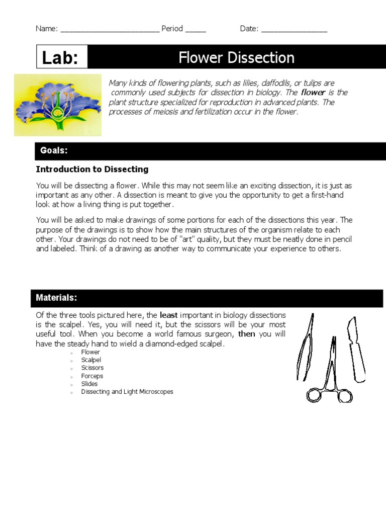 Lab - Flower Dissection | PDF | Flowers | Petal