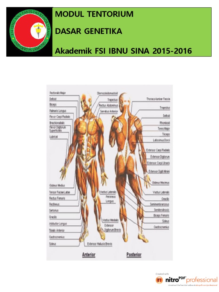 Glisson Trias dalam Sistem Saraf | PDF | Sains & Matematika