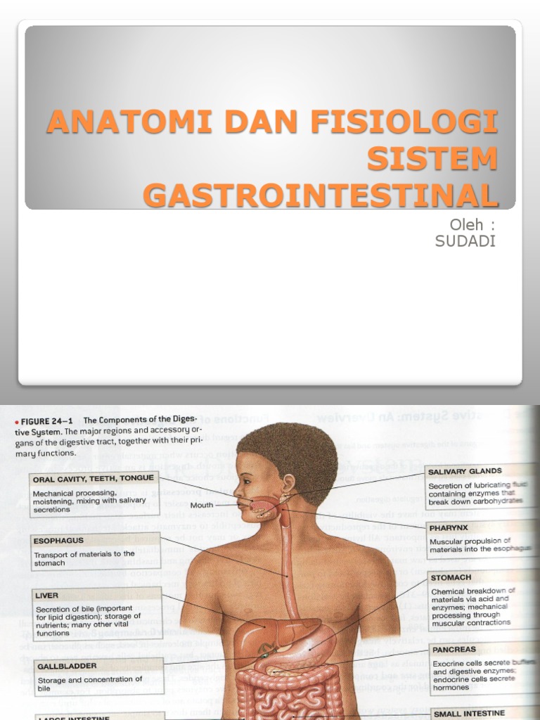 Anatomi dan Fisiologi GIT Manusia | PDF