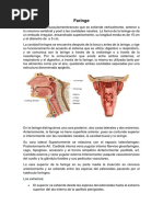 Anatomía y Fisiología de La Rinofaringe, Orofaringe e Hipofaringe | PDF ...