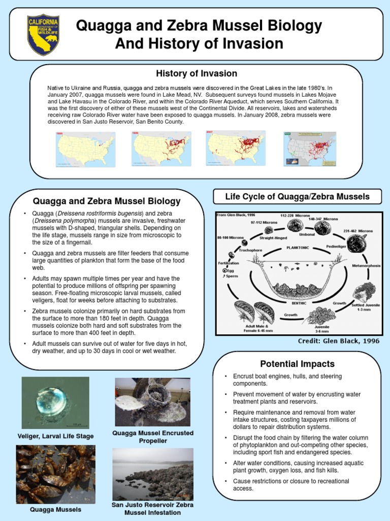 Quagga and Zebra Mussel Biology and History of Invasion | PDF | Water ...