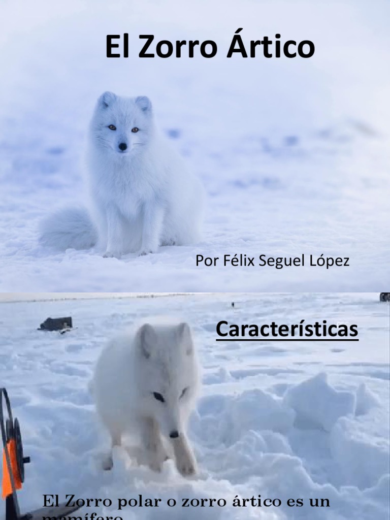 El Zorro Ártico | PDF