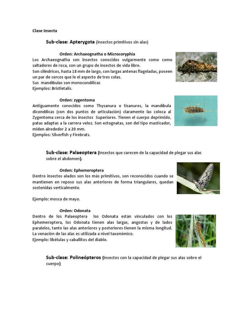 Ordenes de Insectos Exposición 1 | PDF | Mosca | Insectos