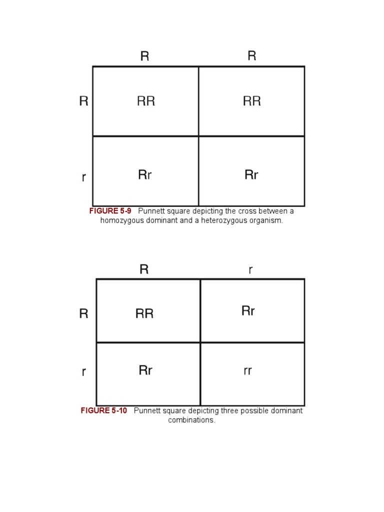 Figure 5-9: Punnett Square Depicting The Cross Between A Homozygous ...