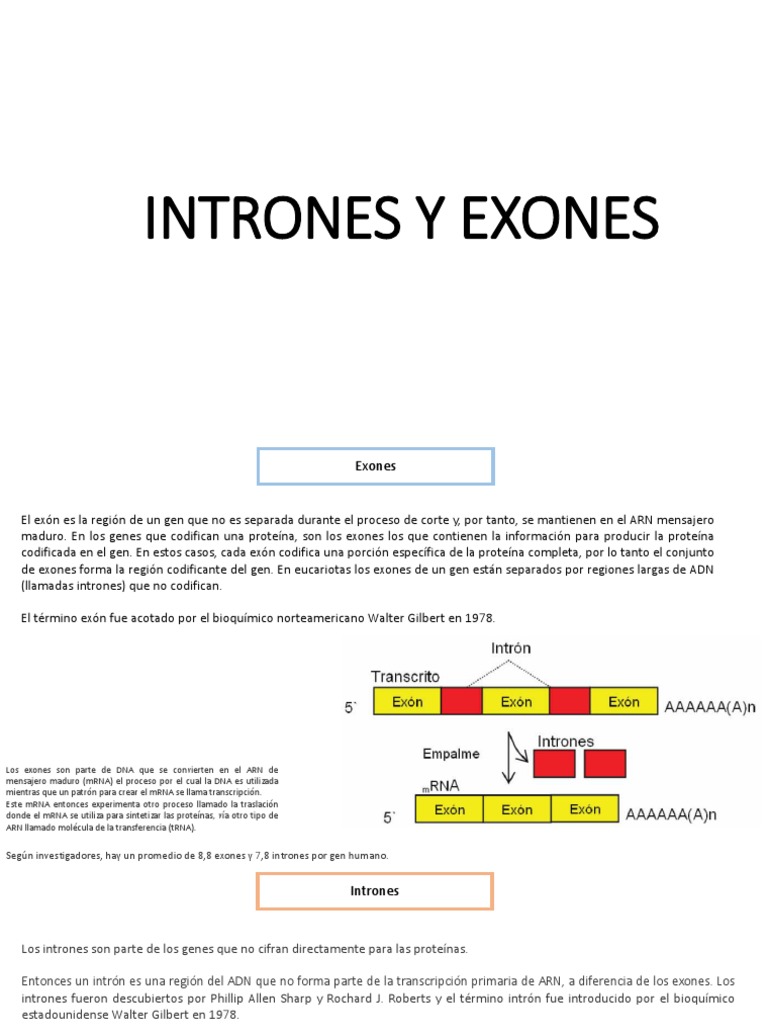 INTRONES Y EXONES | Intron | Exón | Prueba gratuita de 30 días | Scribd