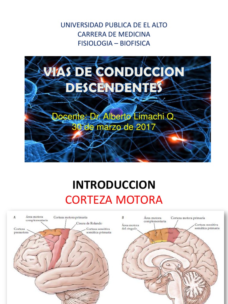 Via Motora Descendente | PDF | Cerebro | Neurona