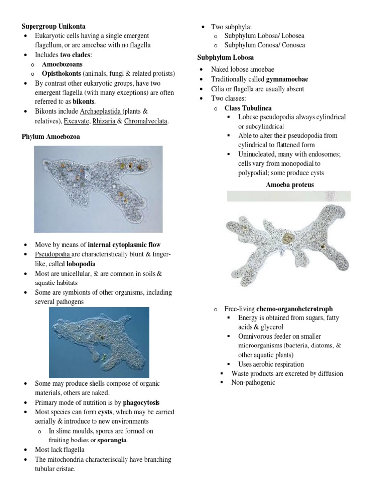 Supergroup Unikonta | PDF | Fungus | Eukaryotes
