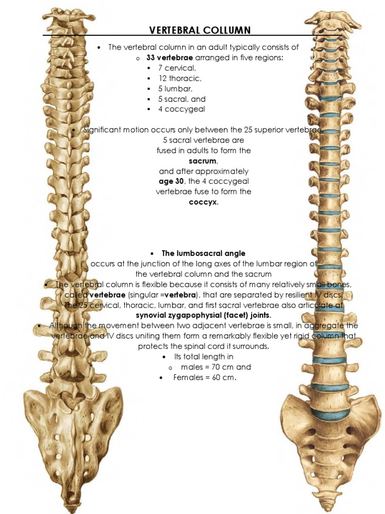 Vertebral Collumn | PDF | Vertebra | Vertebral Column