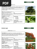 Ficha de Vegetacion | PDF | Arboles | Hoja