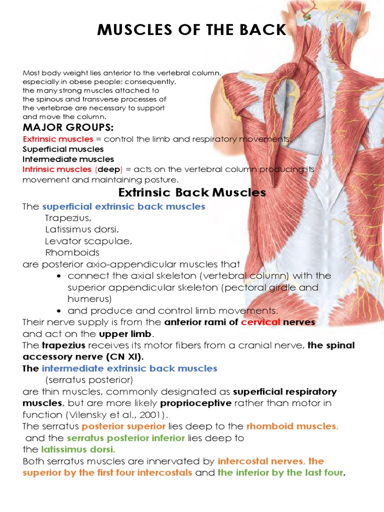 Muscles of The Back | PDF | Vertebra | Vertebral Column