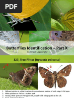 Classroom Butterfly Camouflage Activity | PDF | Camouflage | Mimicry