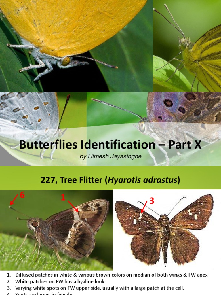 Butterfly Identification Guide: Part X | PDF | Butterfly | Lepidoptera