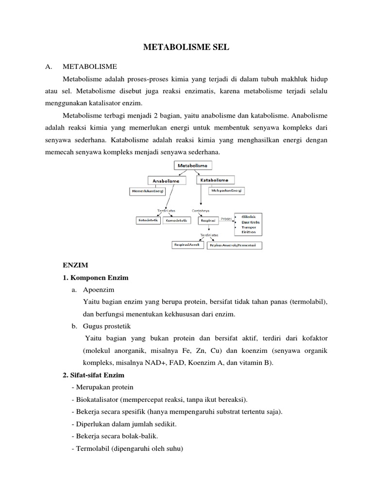 Metabolisme Sel | PDF