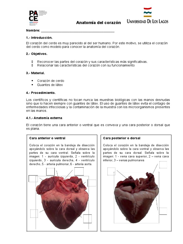Diseccion de Corazon | PDF | Ventrículo (corazón) | Corazón