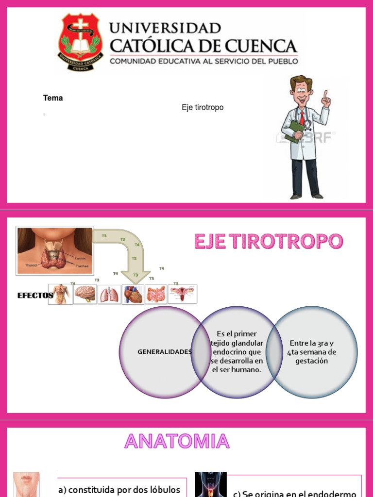 9 EJE TIROTROPO | Hormona estimulante de la tiroides | Sistema ...