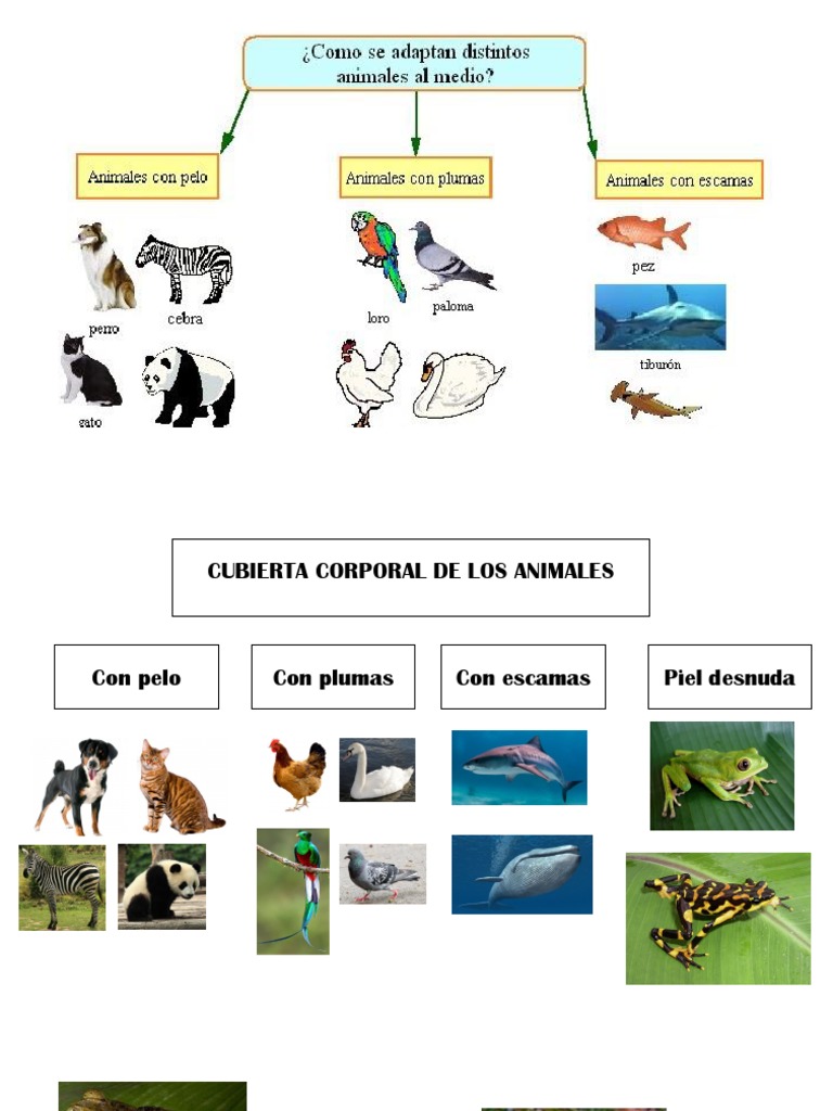 Cubierta Corporal 2018 | PDF