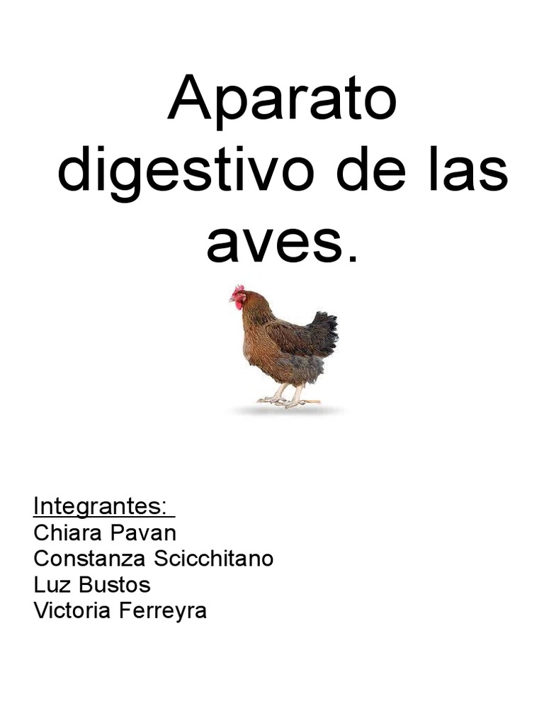 Aparato Digestivo de Las Aves | PDF | Sistema digestivo humano | Digestión