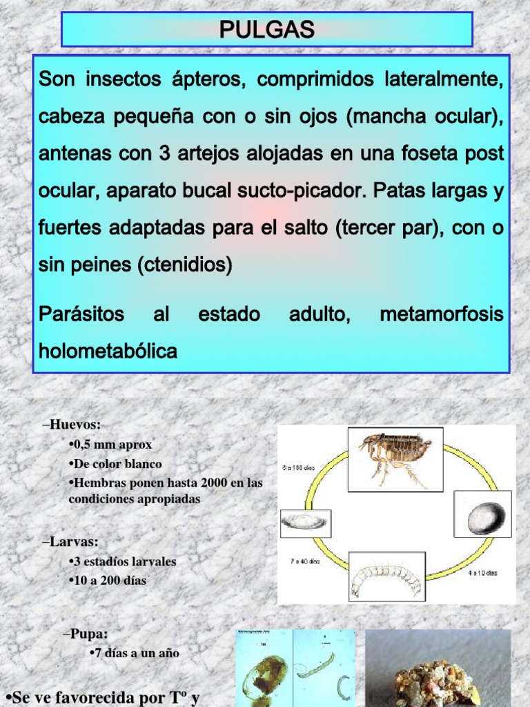 3 Pulicosis | PDF | Insectos | Enfermedades animales