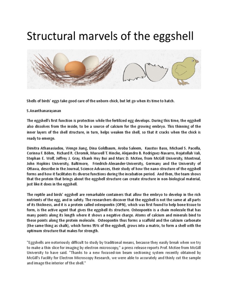 Structural Marvels of The Eggshell | PDF | Chemistry | Materials
