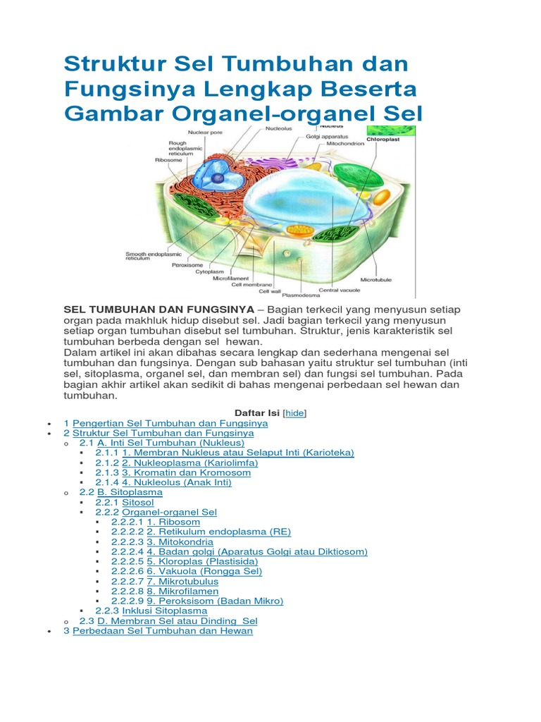 Struktur Sel Tumbuhan Dan Fungsinya Lengkap Beserta Gambar Organel | PDF
