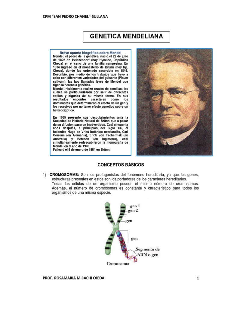Genetica Mendeliana | PDF | Dominancia (Genética) | Gene
