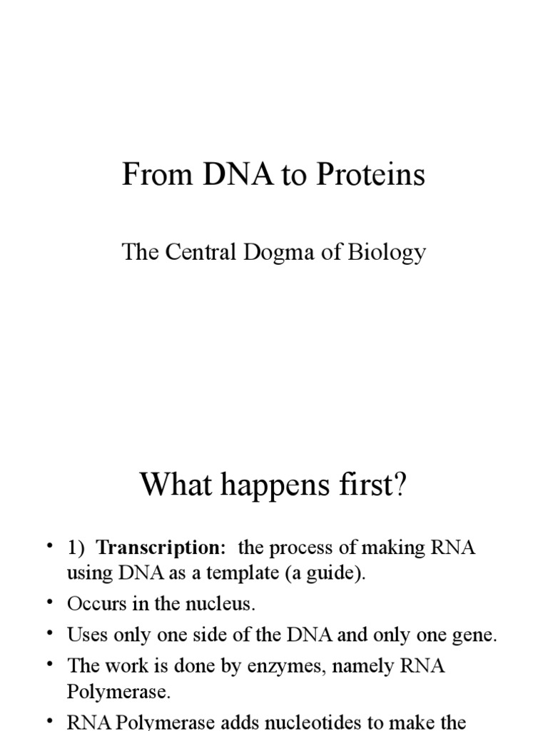 Protein Synthesis Simplified | PDF