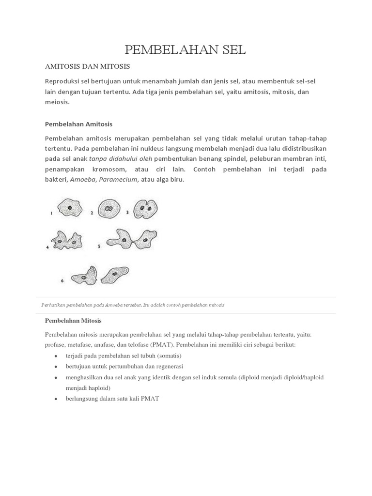 Modul Pembelahan Sel | PDF