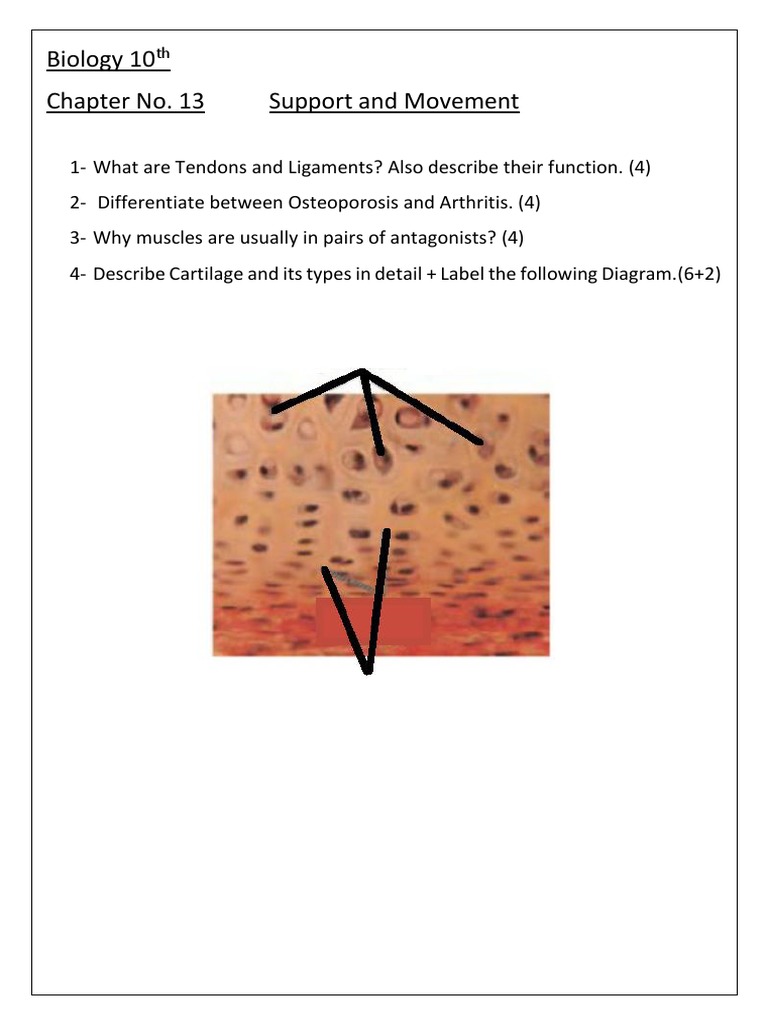 Biology 10 Chapter No. 13 Support and Movement | PDF