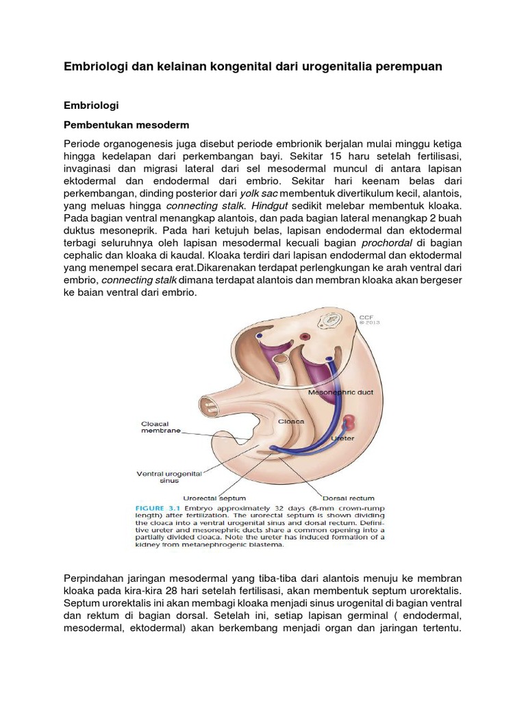 Embriologi Dan Kelainan Kongenital Dari Genitalia Perempuan | PDF
