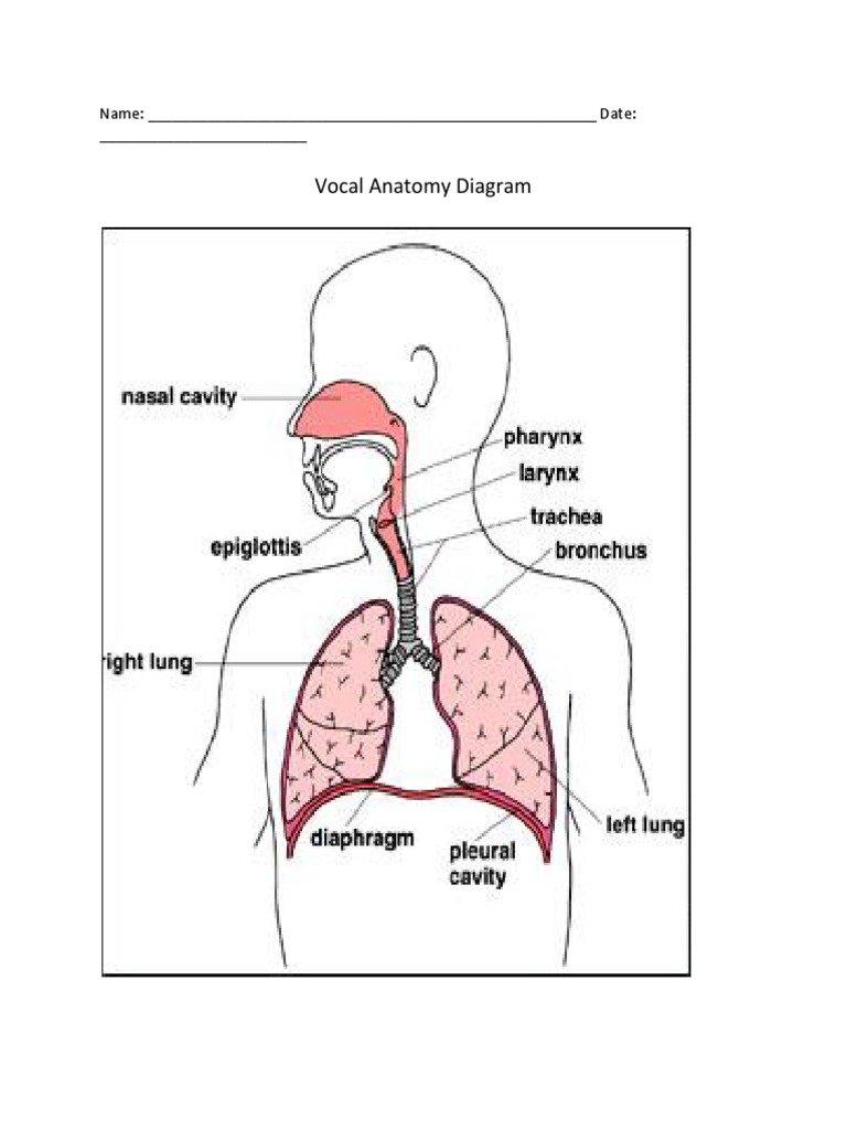 Vocal Anatomy Diagram: Name: - Date | PDF