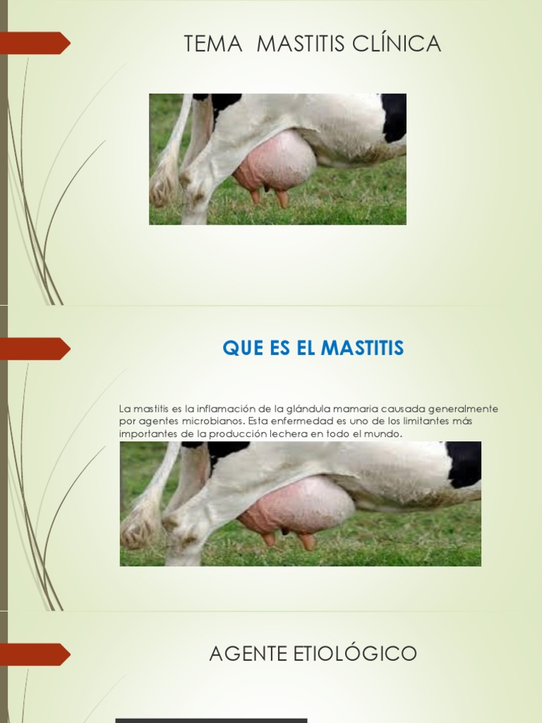 Que Es Mastitis | PDF | Vacas | Leche