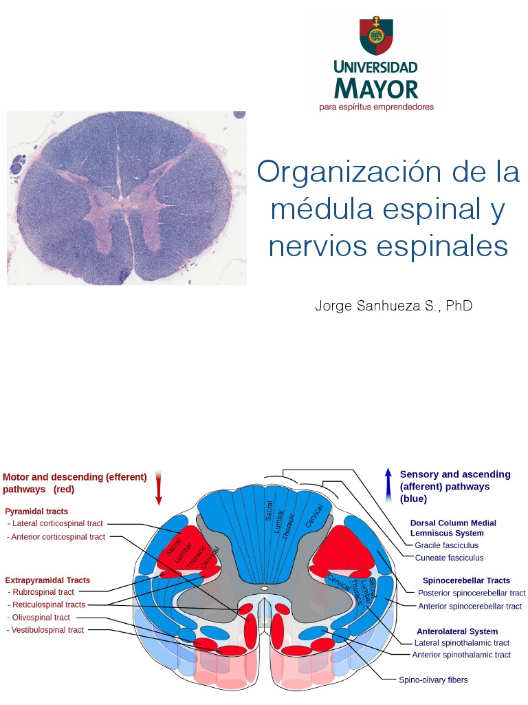 Organización de La Médula Espinal | PDF | Neuroanatomía | Sistema nervioso