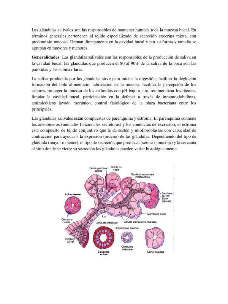 Las Glándulas Salivales | Descargar gratis PDF | Saliva | Anatomía
