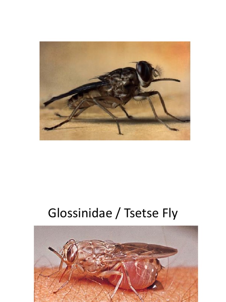 Tsetse Fly: Identification and Control | PDF | Insects | Insects And Humans