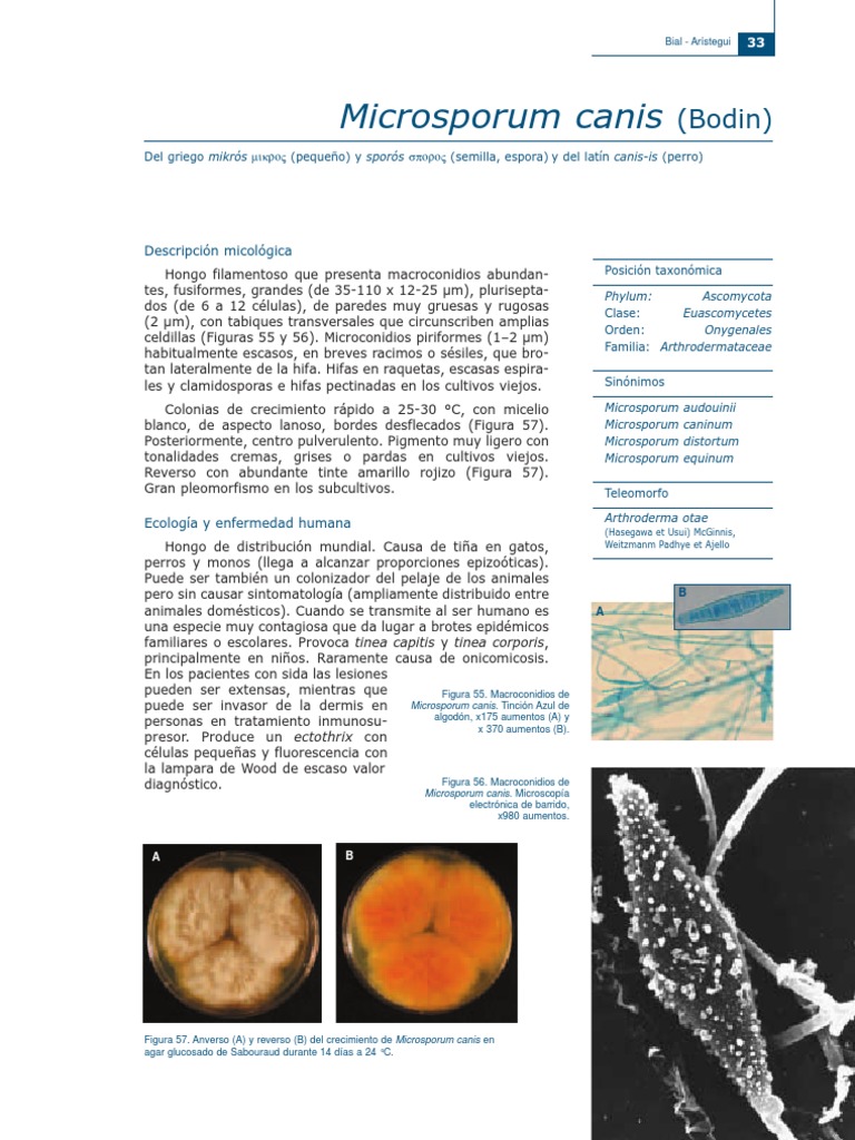 Microsporum Canis | PDF | Hongo | Organismos