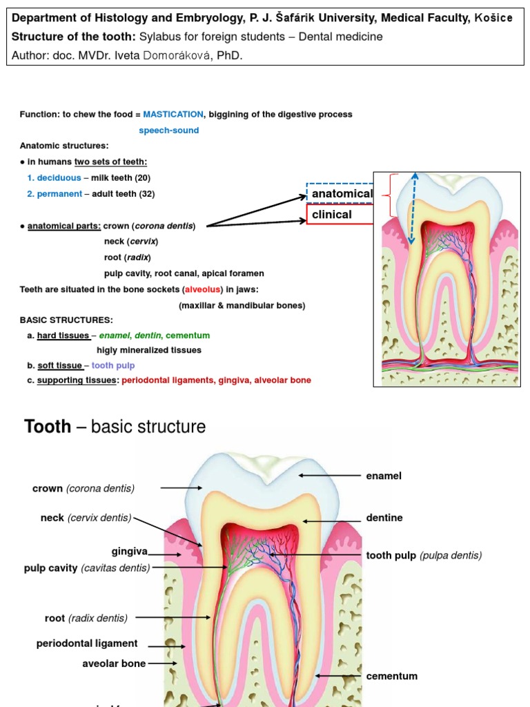 Anatomy and Histology of Teeth | PDF | Dentin | Tooth Enamel