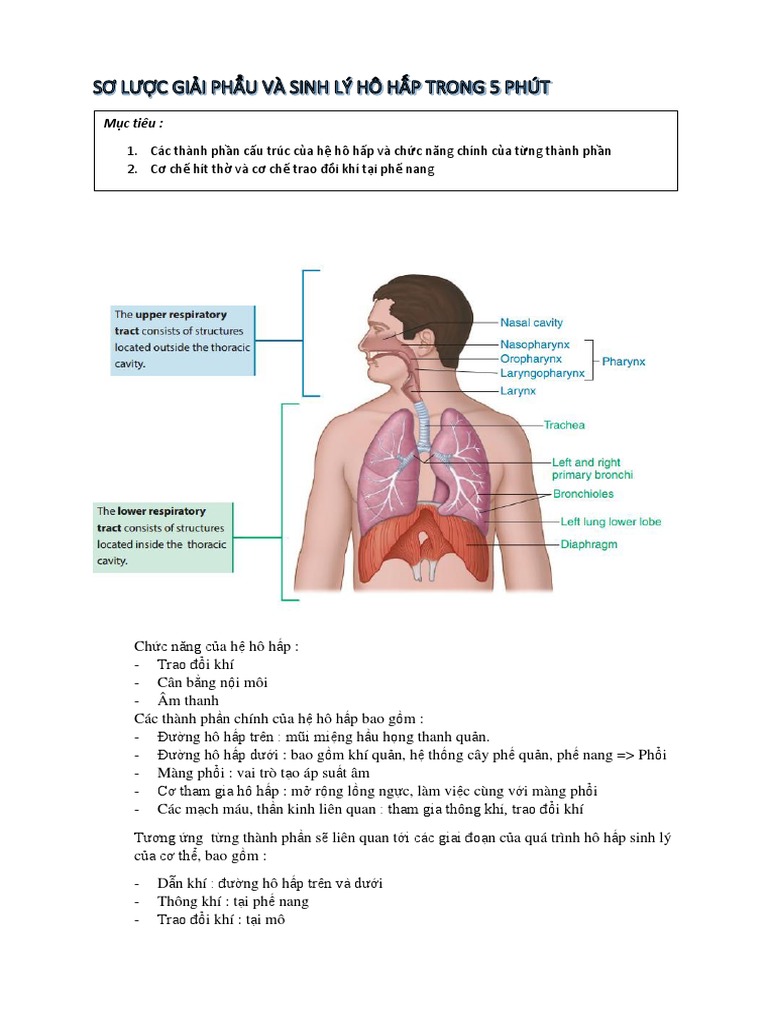 SƠ LƯỢC GIẢI PHẨU VÀ SINH LÝ HÔ HẤP TRONG 5 PHÚT | PDF