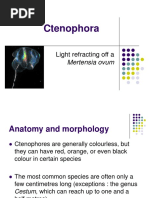 Insect Head Types: Hypognathous, Prognathous, Opisthognathous | PDF