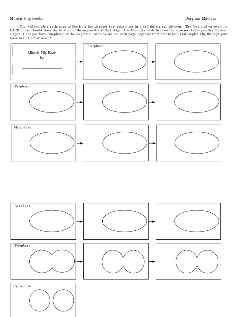 Mitosis Flip Book Instructions | PDF