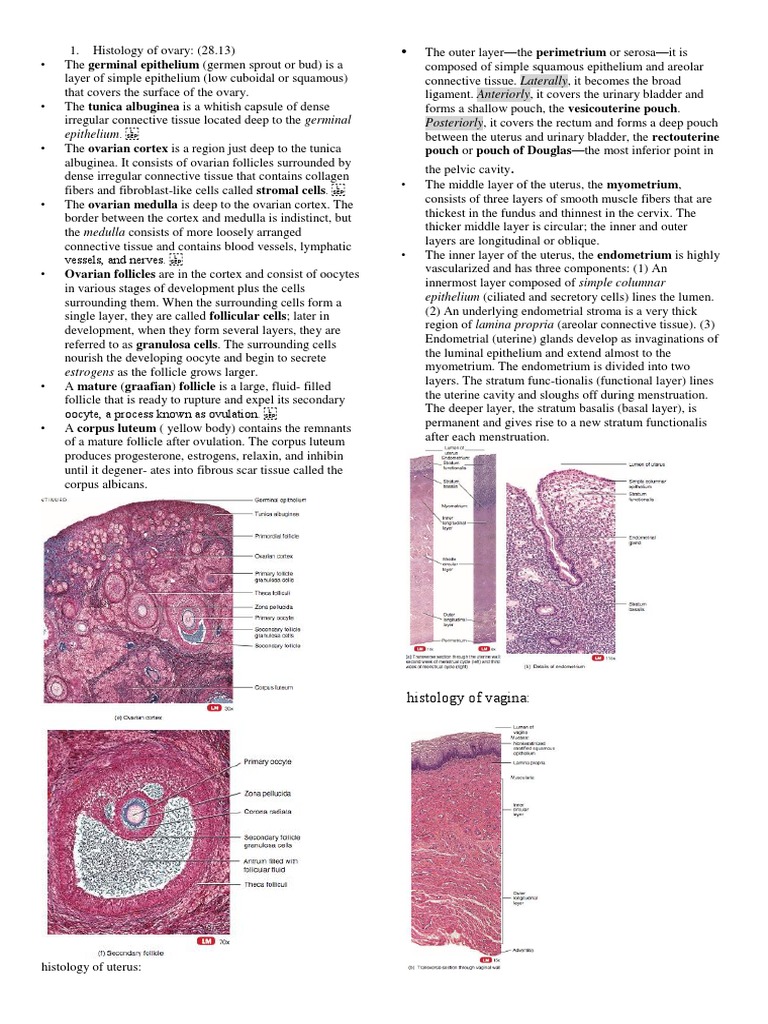 Pouch or Pouch of Douglas-The Most Inferior Point in | PDF | Ovary ...